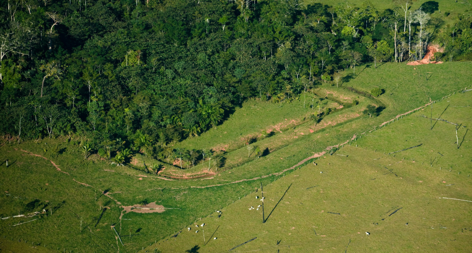 Flygbilder avslöjar 24 dolda strukturer i Amazonas | varldenshistoria.se