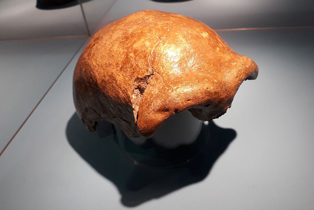 Neandertalare: Allt om Homo sapiens forntida grannar | varldenshistoria.se