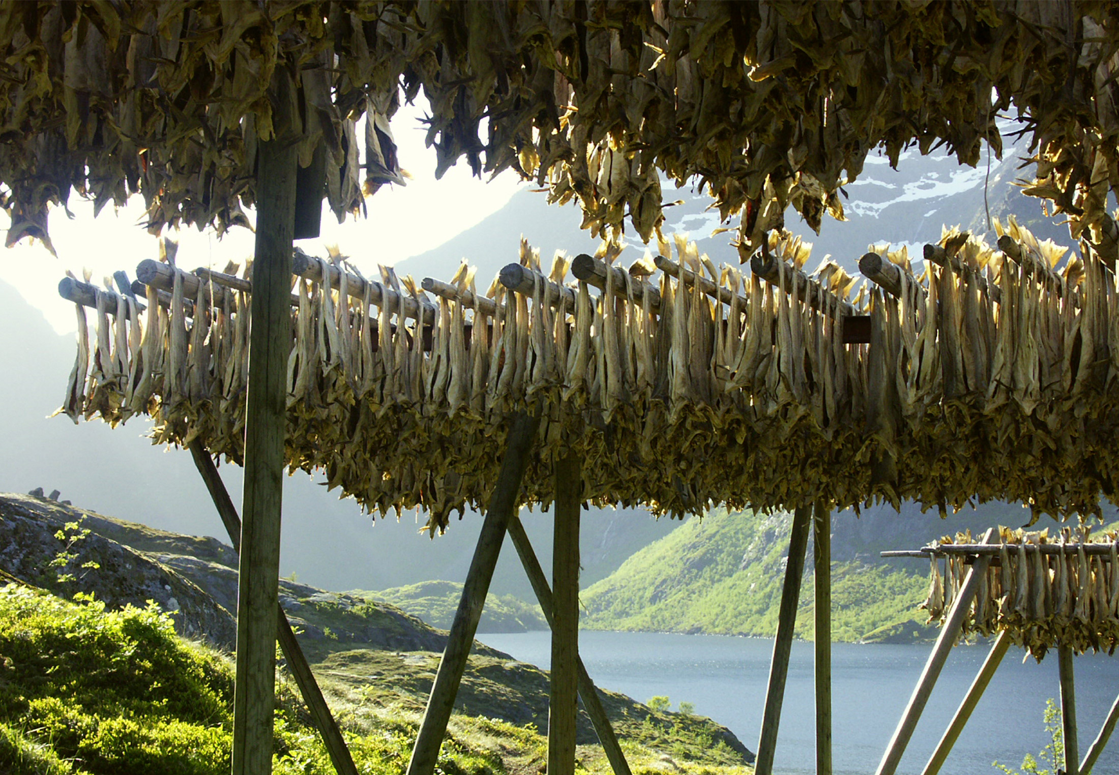 Nödhjälp fick Nigeria att älska norsk torrfisk | varldenshistoria.se