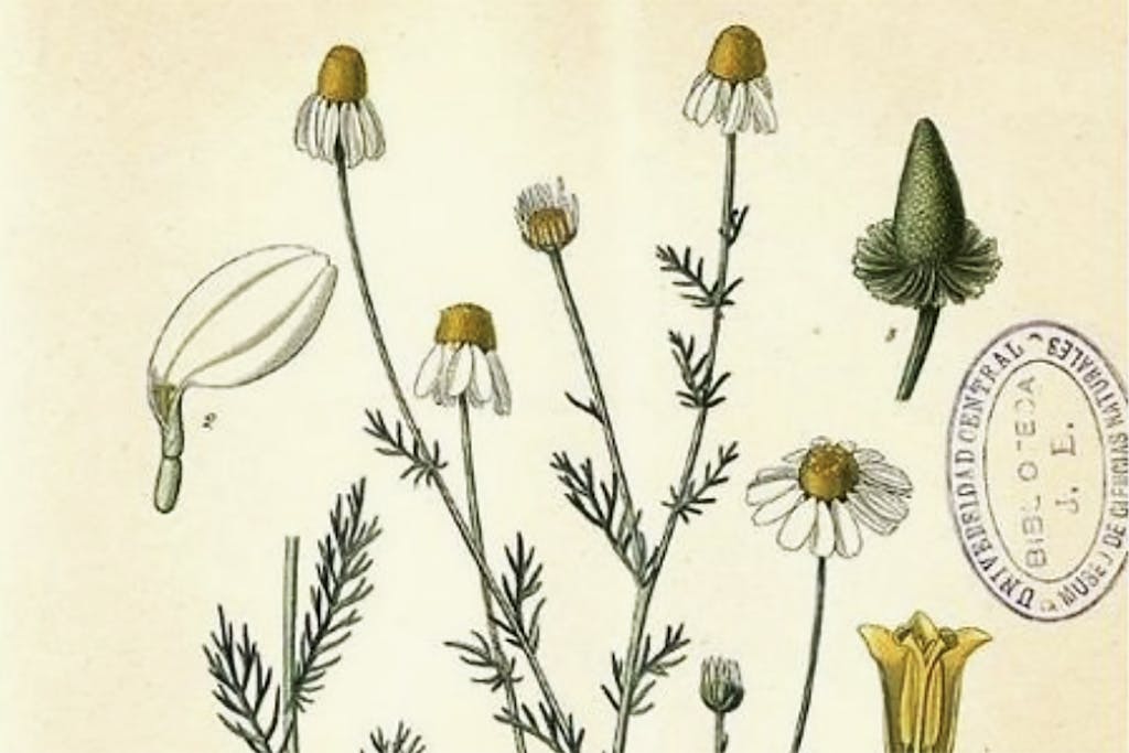 Teets historia: från torkade blad till det revolutionskrig ...