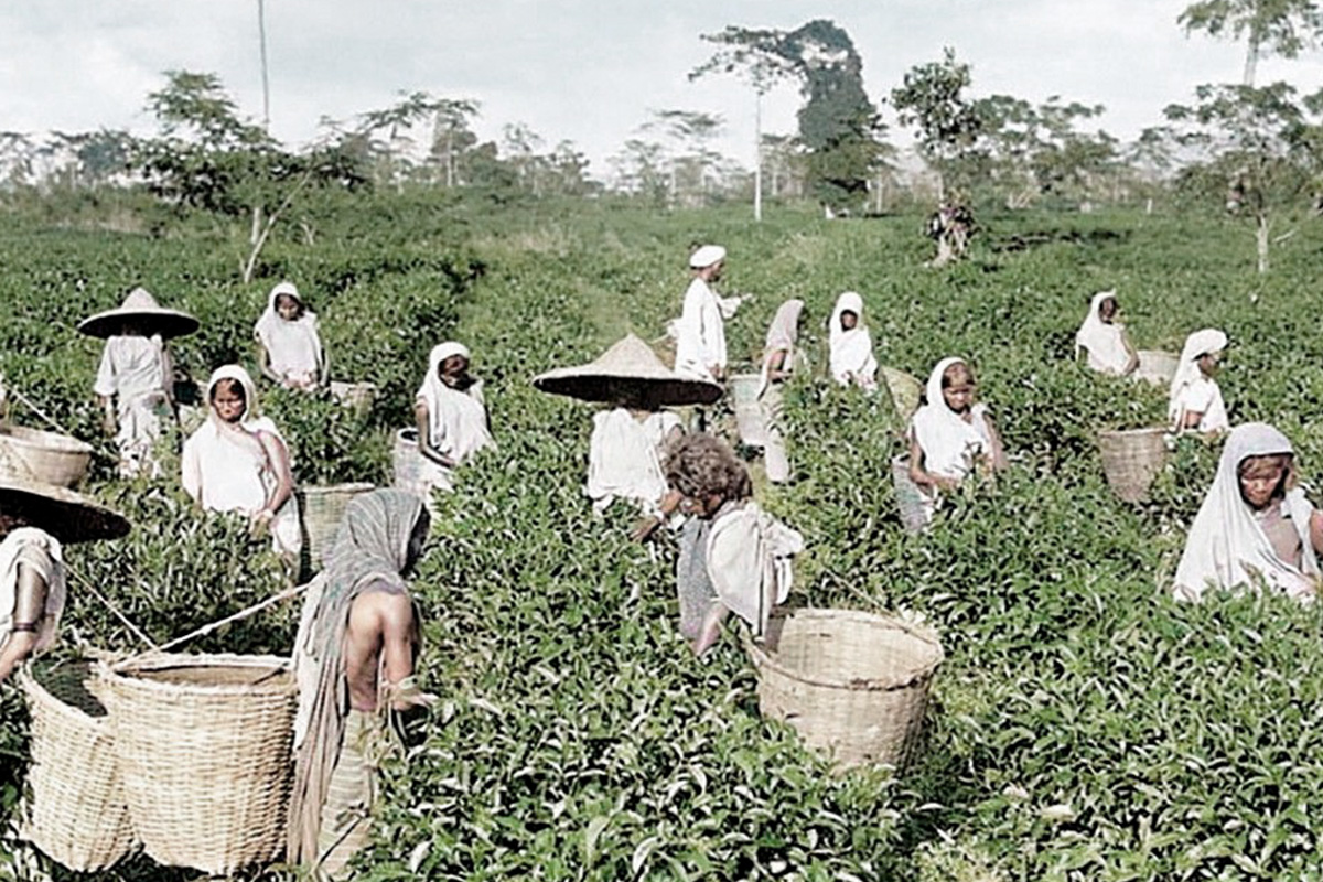 Vit slavhandel: engelska barn fördes bort till kolonierna ...