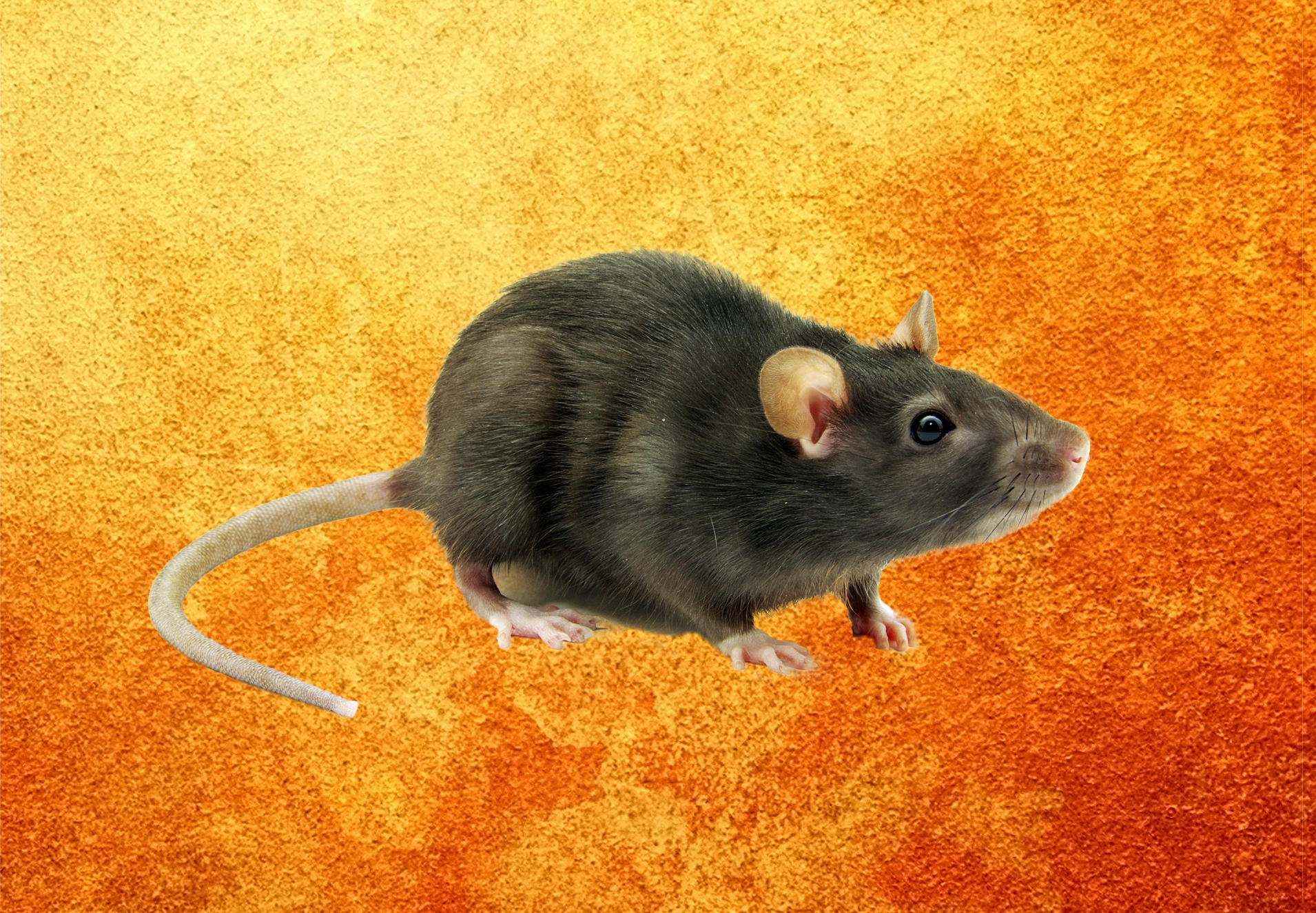 Plutselige temperaturfall forsterket romerske pandemier | historienet.no