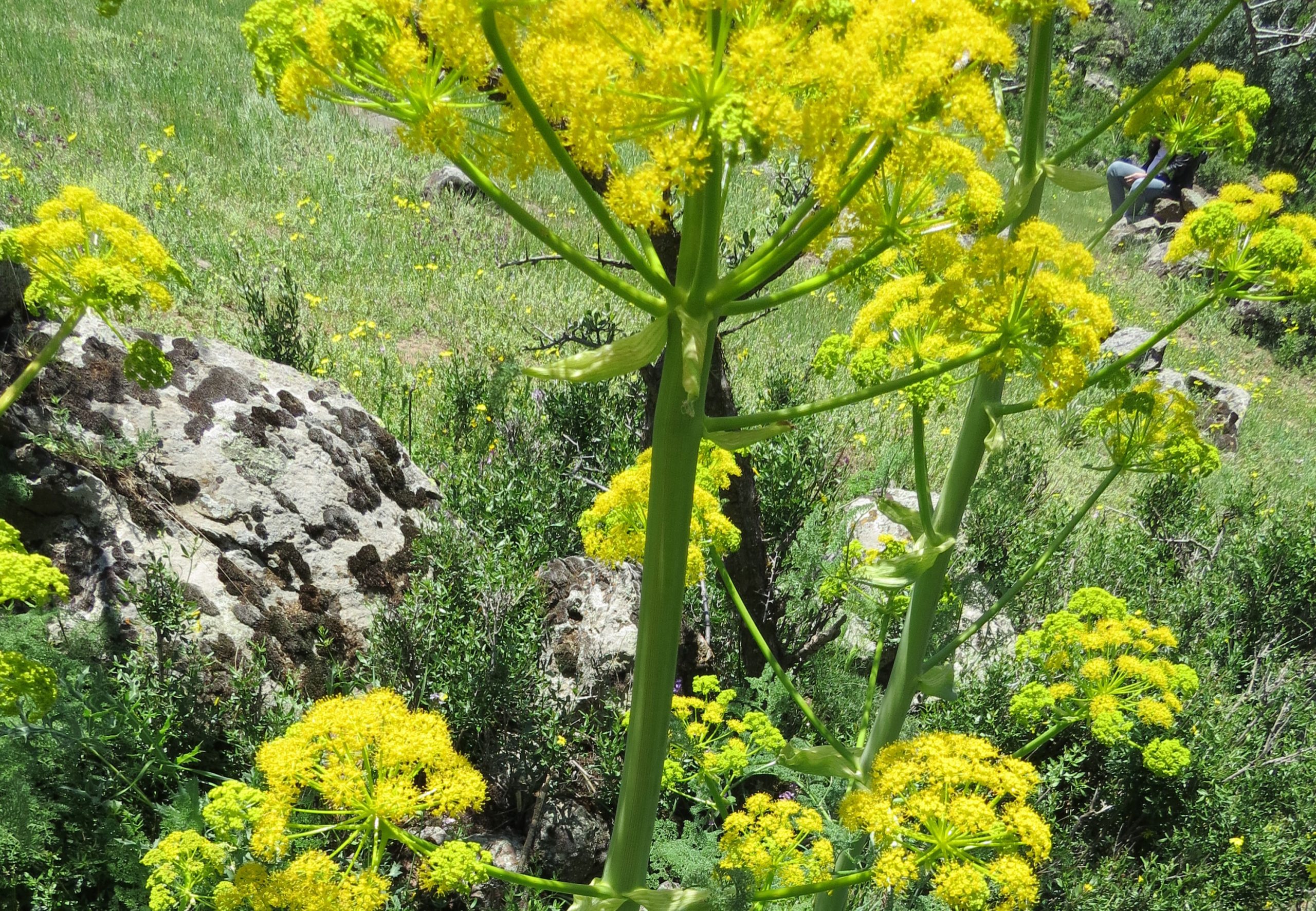 Uitgestorven wonderplant mogelijk teruggevonden | historianet.nl