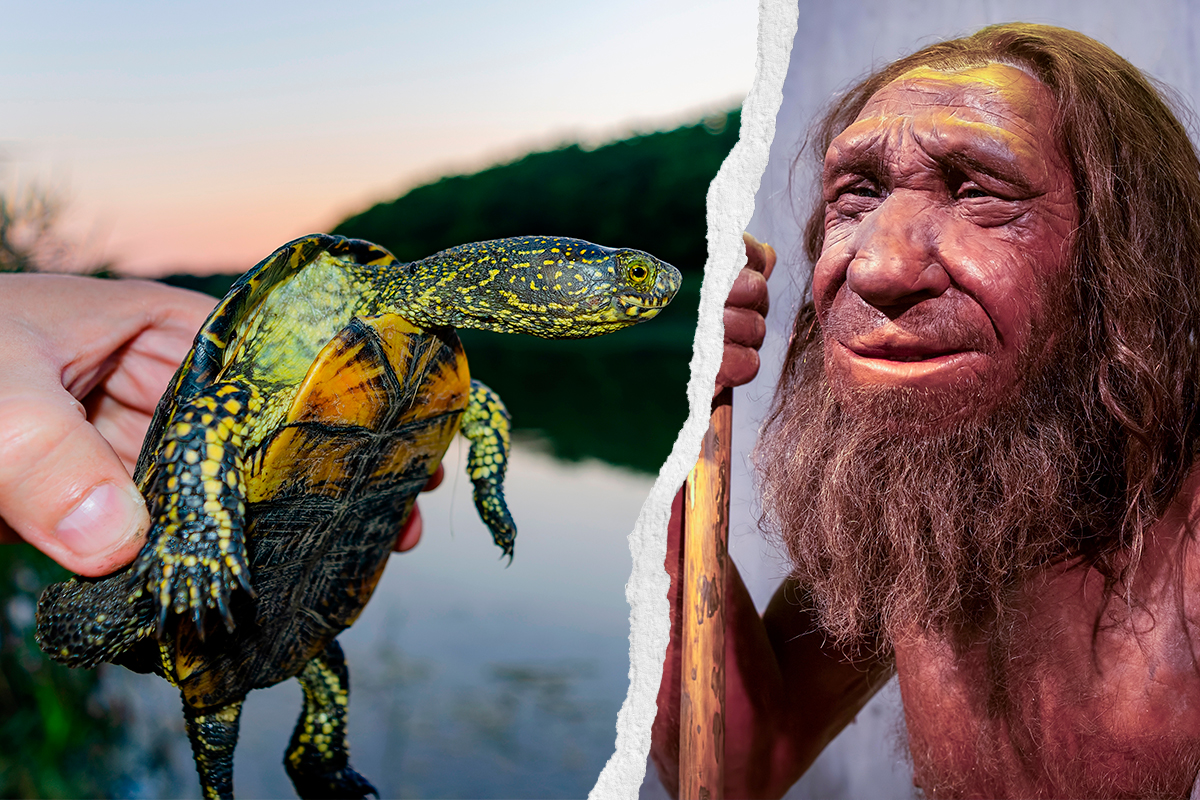 Stenaldermennesker kan have brugt levende skildpadder som madpakker ...