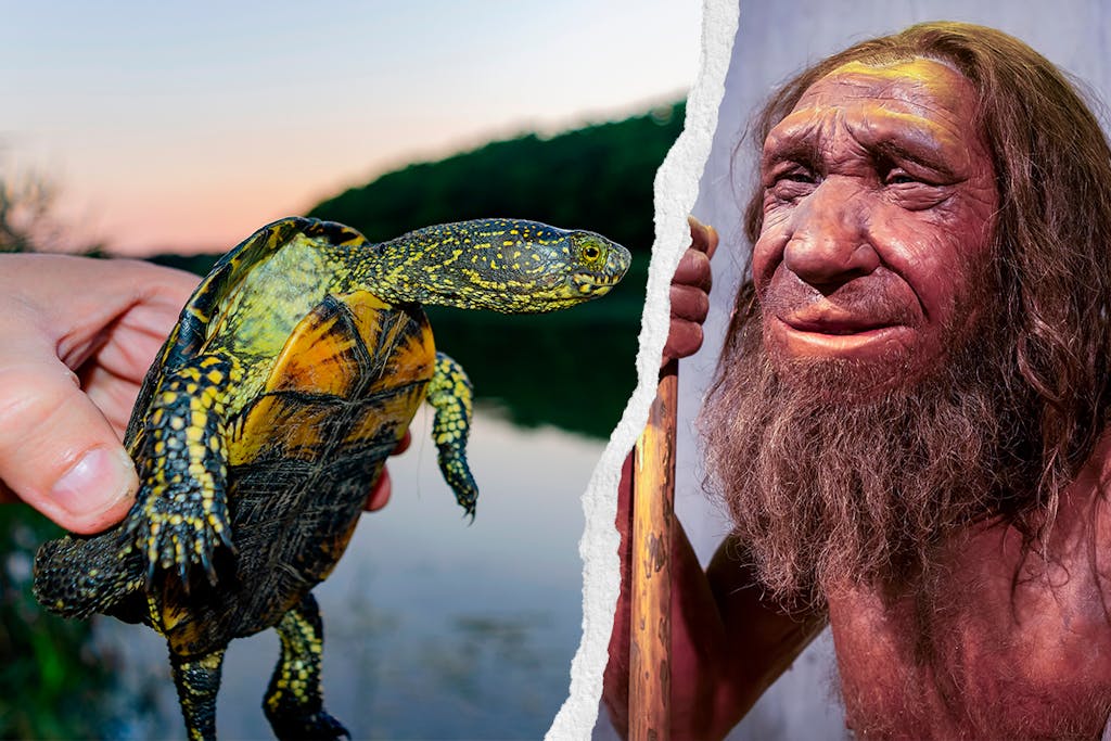 Stenalderen - menneskets evolution og forhistorie | historienet.dk