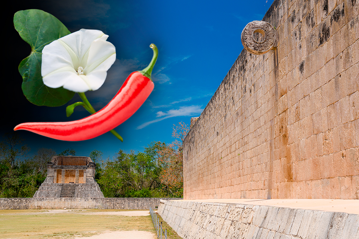 Mayafolket välsignade sina bollplaner med psykedeliska växter och chili ...