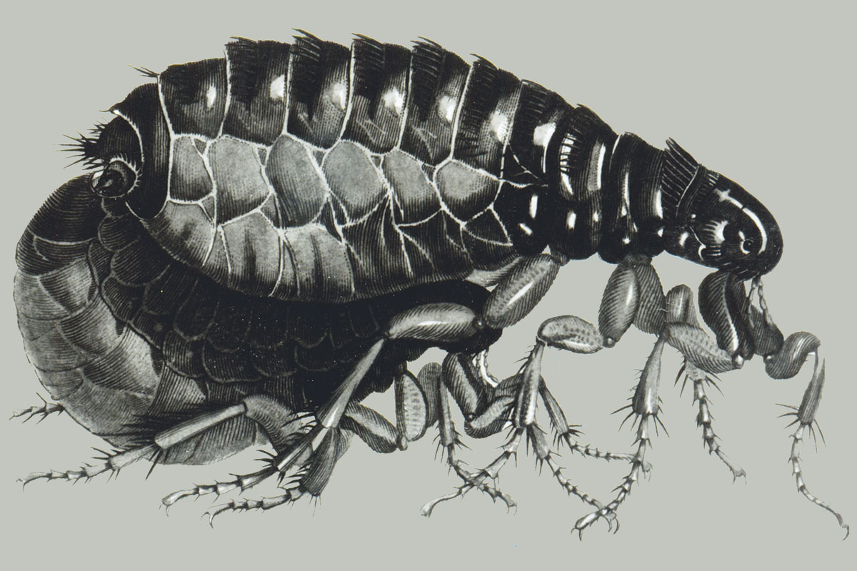 Europæerne var møgbeskidte i 300 år | historienet.dk