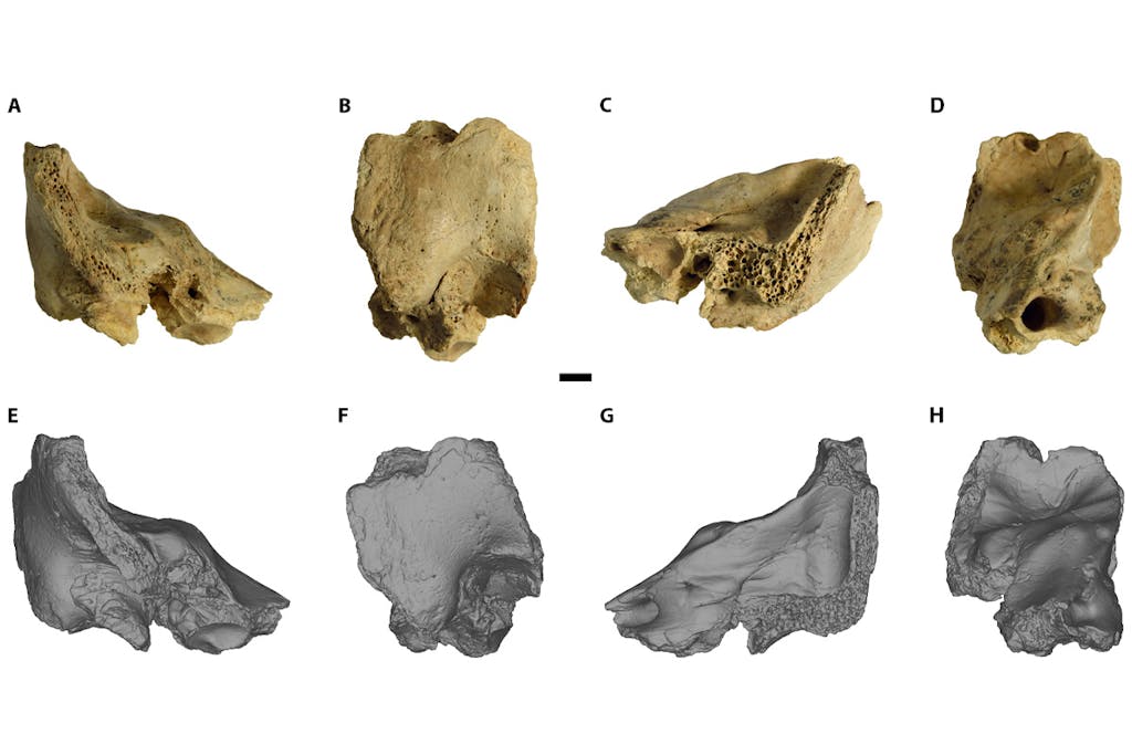 Archeologen vinden Neanderthalerkind met down | historianet.nl