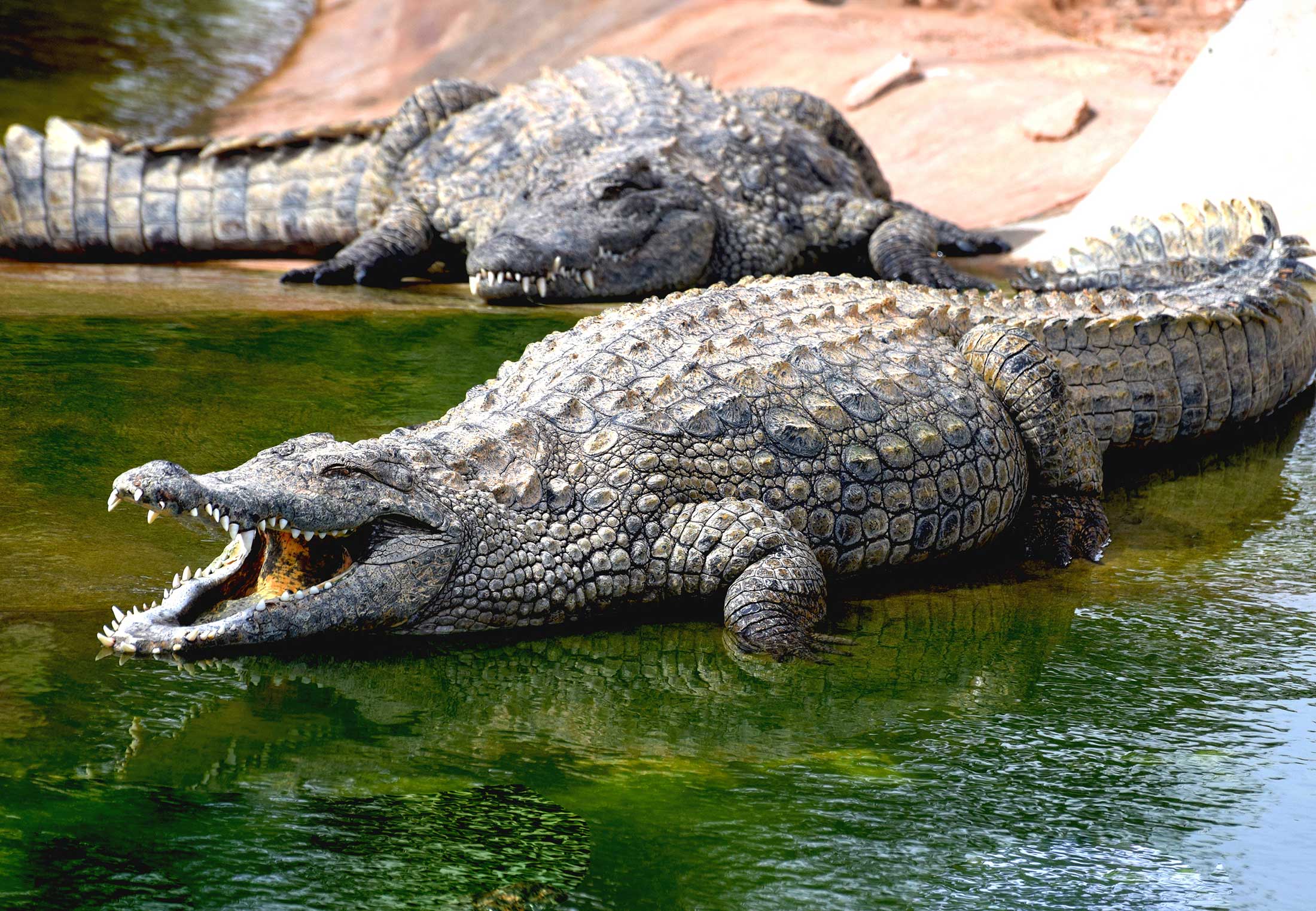 Forskning bringer nytt om Egypts mumifiserte krokodiller | historienet.no