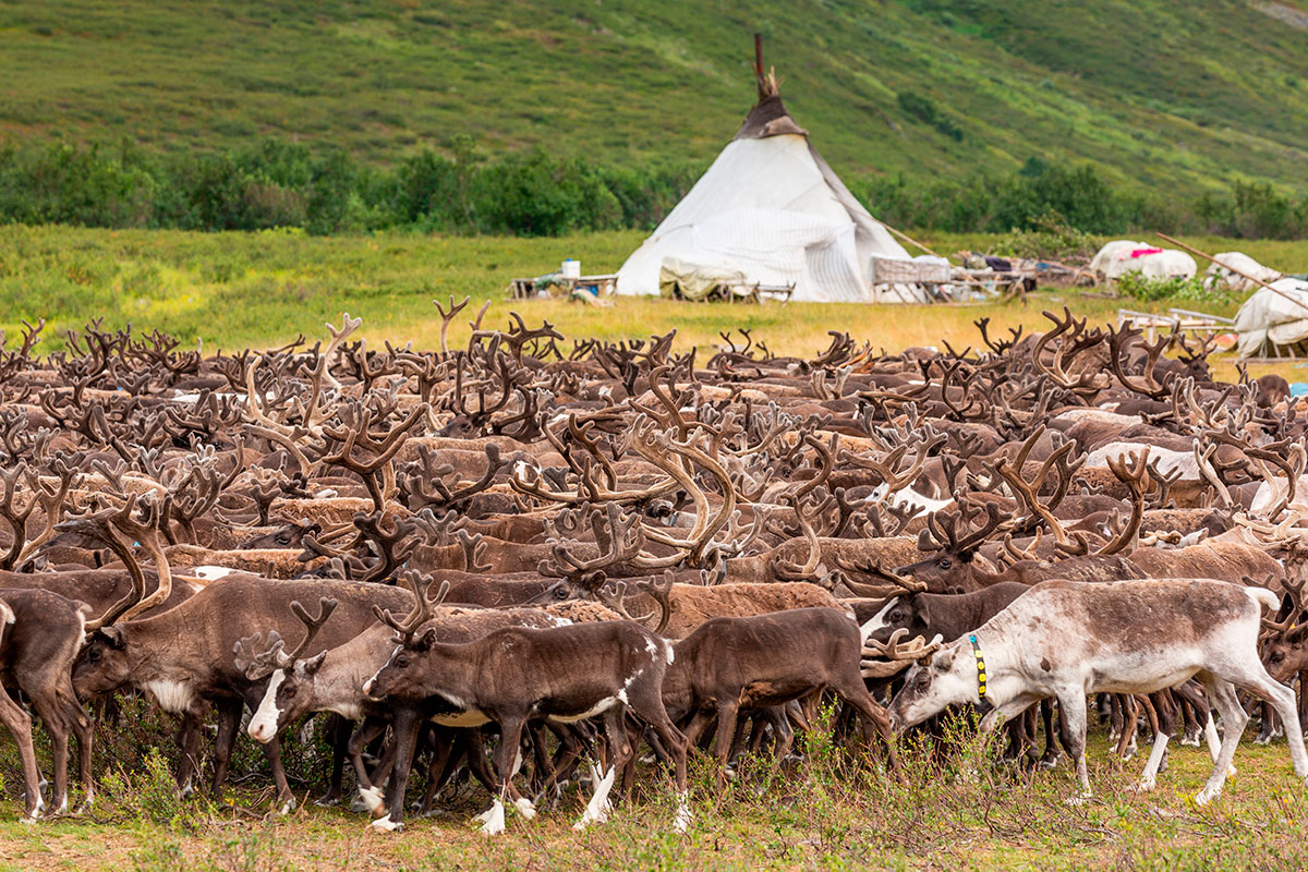 Samernes historie: Sidste udkald for Skandinaviens nomader | historienet.dk