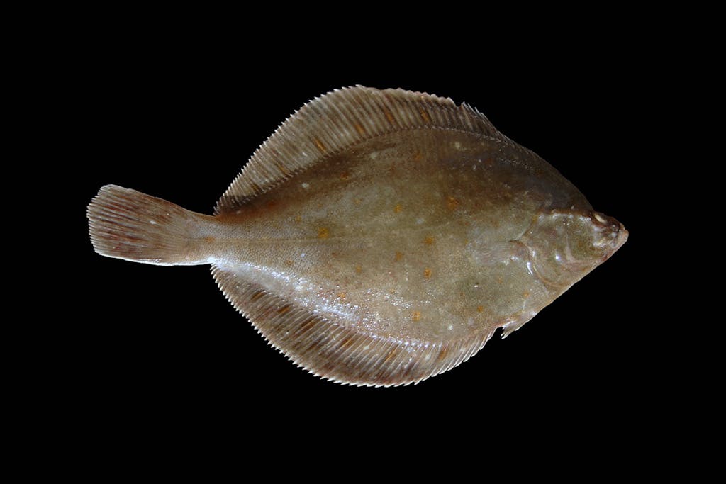 Keskiaika: 1000 vuotta ruttoa ja kasvua | historianet.fi