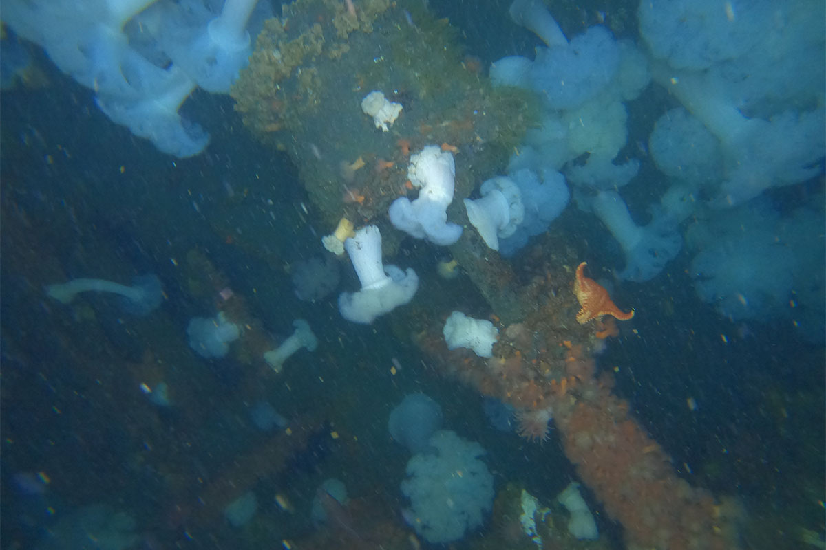 Skibsvrag fra slaget om Attu fundet efter 80 år | historienet.dk