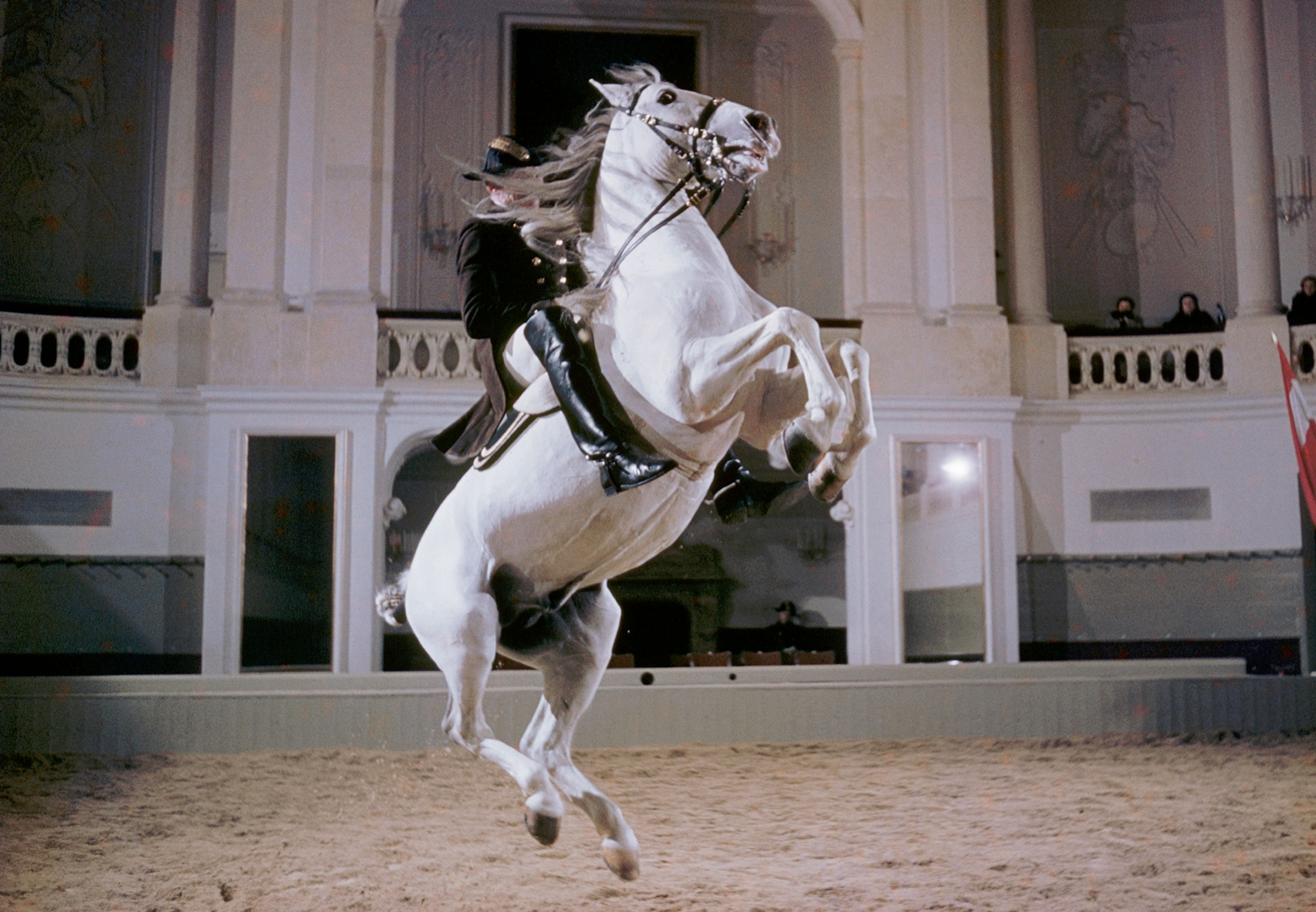 “Operation Cowboy”: Mission skal redde lipizzanerheste | historienet.dk