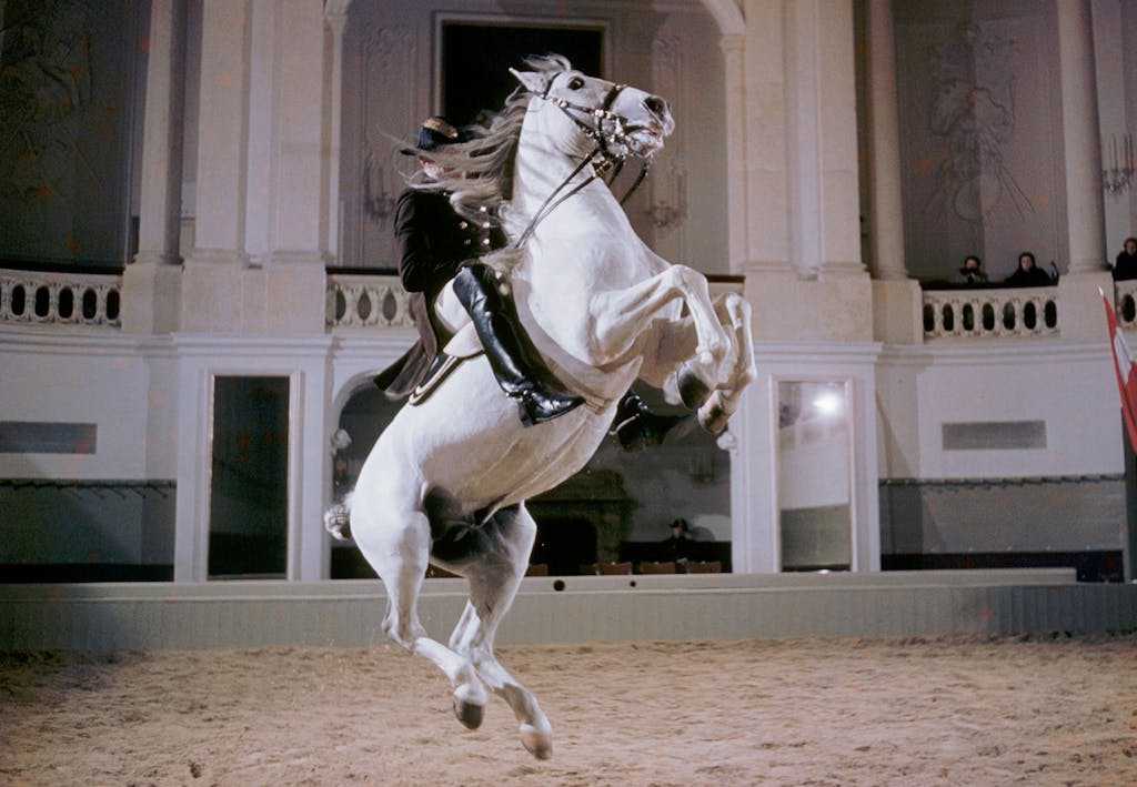 Operatie Cowboy: Missie moest lippizaner paarden redden | historianet.nl
