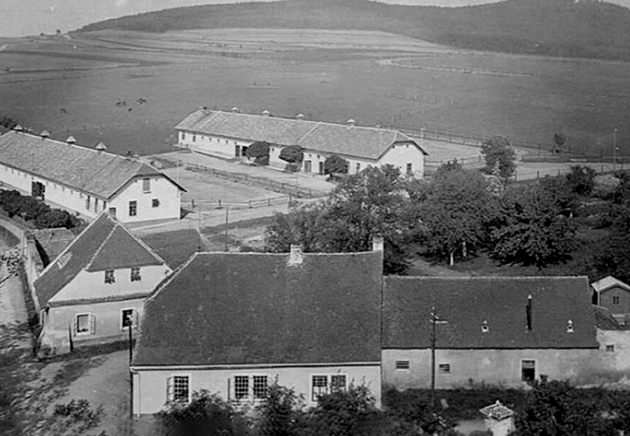 “Operation Cowboy”: Mission skal redde lipizzanerheste | historienet.dk
