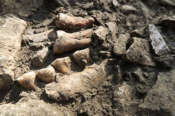 Neandertalien epäsosiaalisilla elintavoilla oli karut seuraukset ...