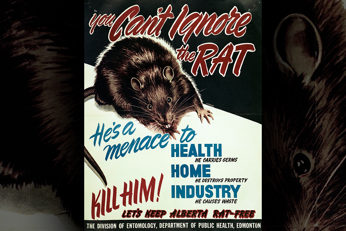 Arsenik og skolebørn bekæmpede rotter i Canada | historienet.dk