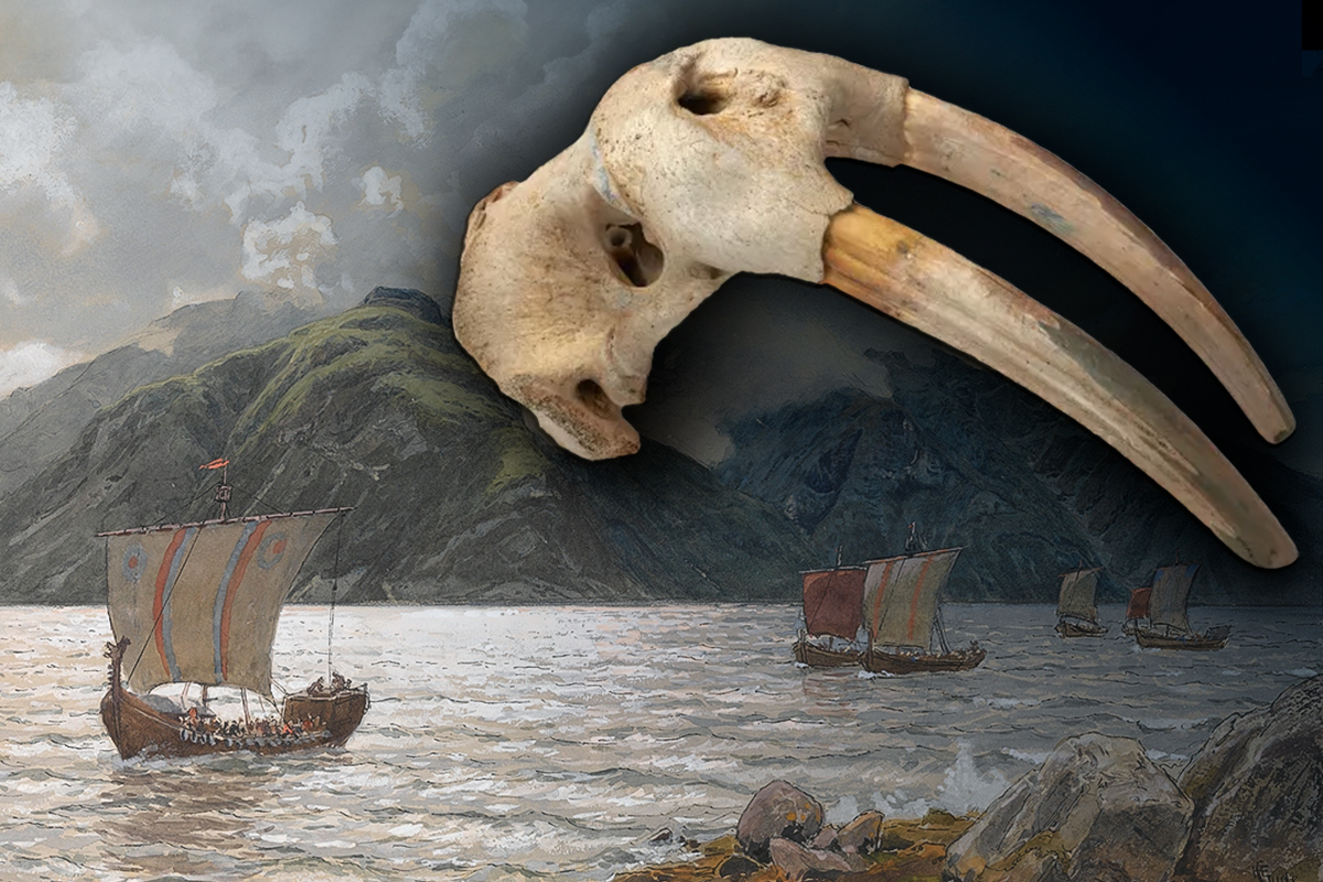Vikinger sejlede til verdens ende efter elfenben | historienet.dk