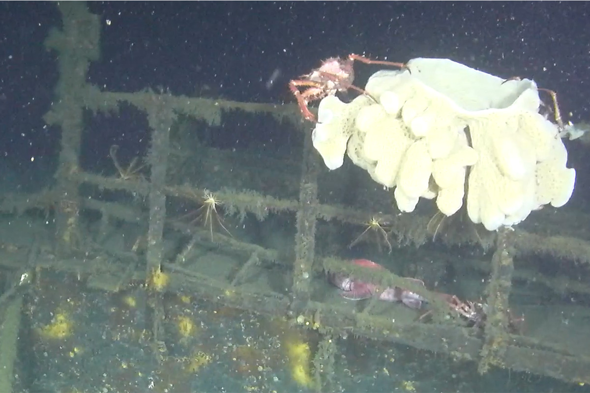 Forskere har fundet “Stillehavets spøgelsesskib” fra 2. verdenskrig ...