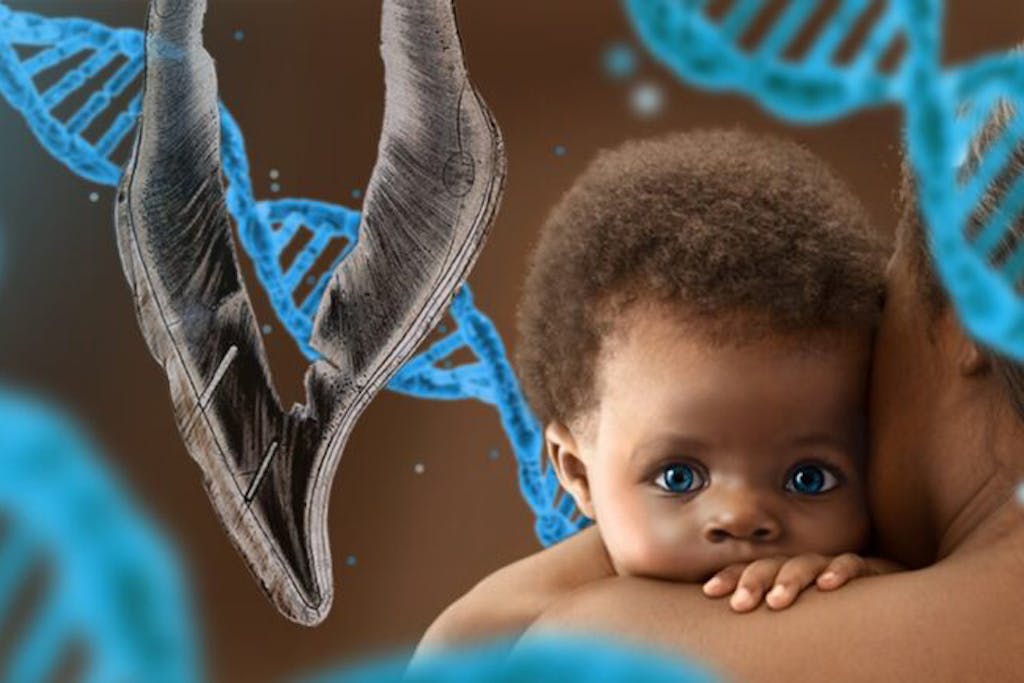 Stenalderen - menneskets evolution og forhistorie | historienet.dk