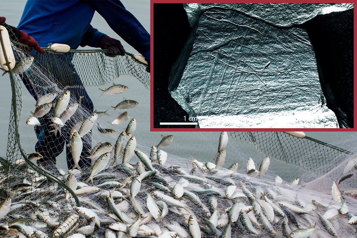 Steentijdkunst onthult geschiedenis van het visnet | historianet.nl