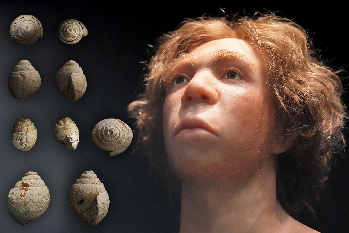 Neandertalere samlere på fossiler | historienet.dk