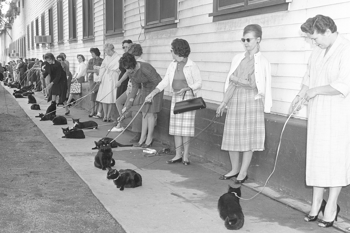 Svarte katter skulle drepes i Hollywood-film | historienet.no