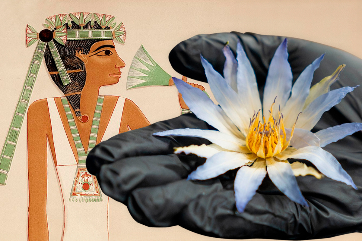 Dagens blå lotus har inget att göra med den egyptiska växten ...