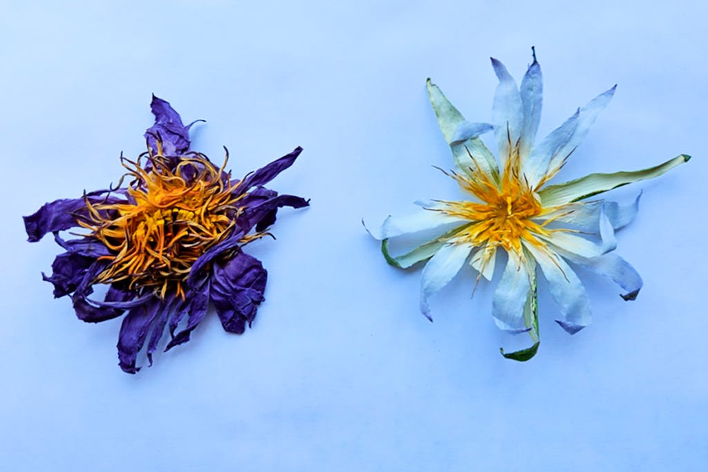 Nutidens blå lotus har intet at gøre med den egyptiske plante ...