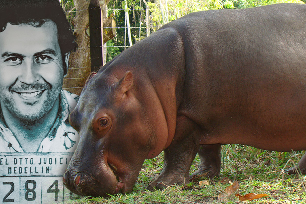 Pablo Escobars flodhester skaper kaos i Colombia | historienet.no