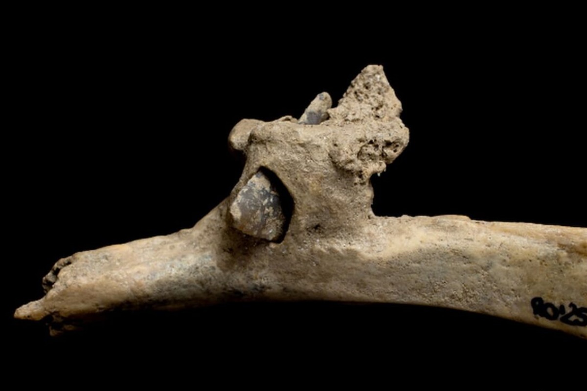 Pil i ribben afslører: Oldtidsmand overlevede blodigt bagholdsangreb ...