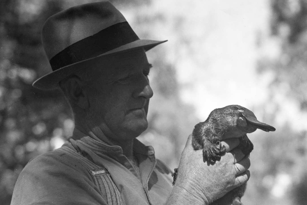 Efter mere end 80 år kan mysteriet om Churchills næbdyr være løst ...