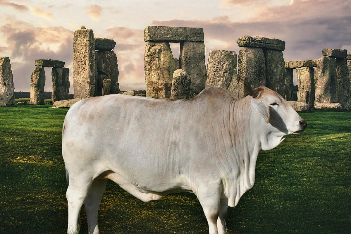 Ko-tand kaster nyt lys over Stonehenges oprindelse | historienet.dk