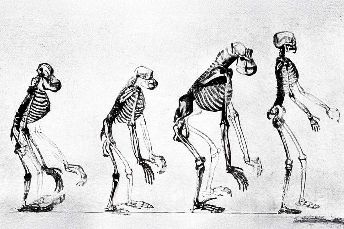 Opdagelse: Sådan blev det muligt for mennesket at gå på to ben ...