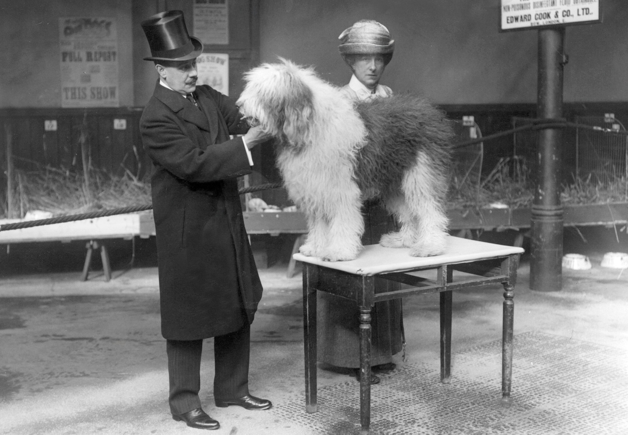 Innavl skapte rasehunder med fine stamtavler | historienet.no