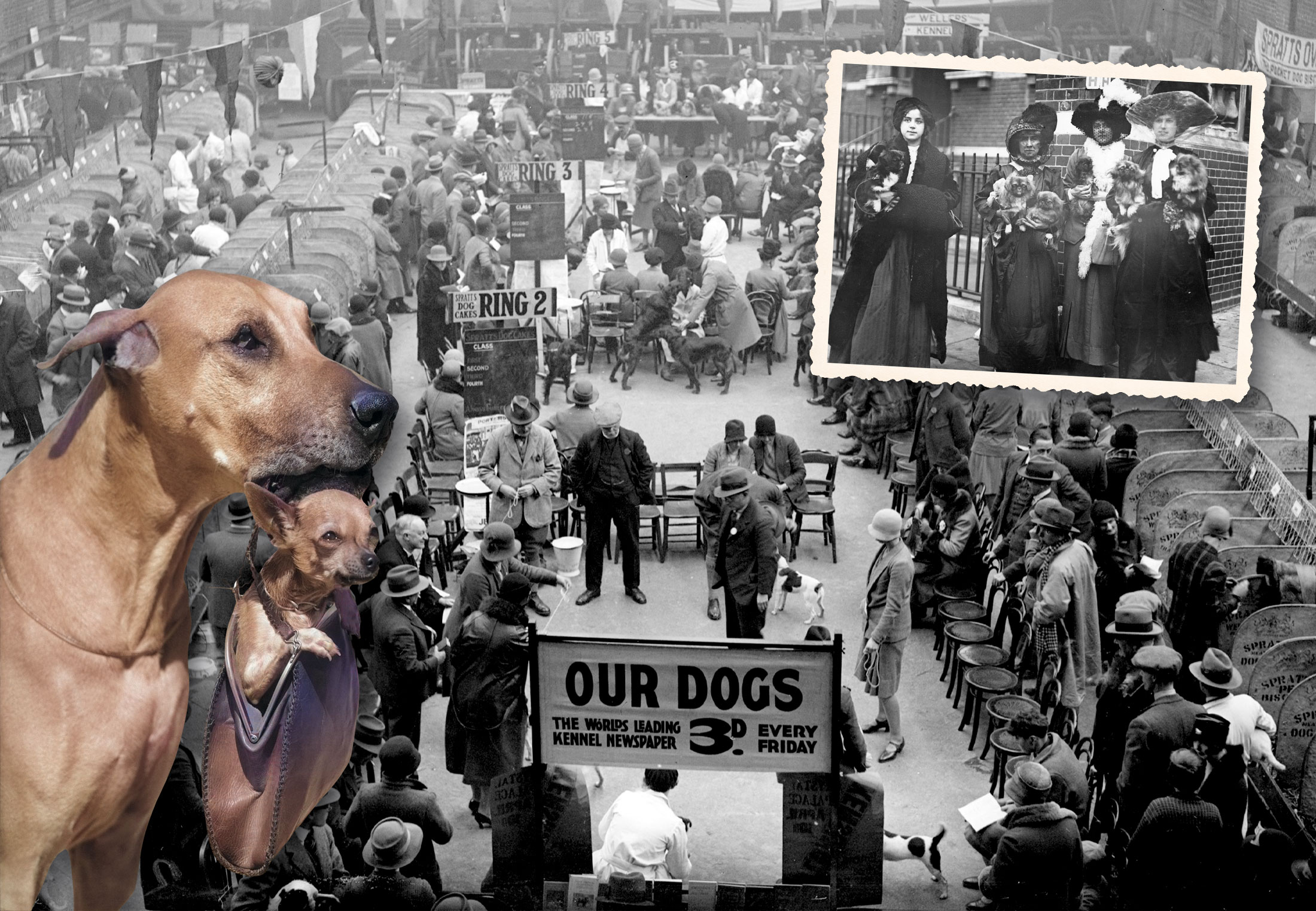 Innavl skapte rasehunder med fine stamtavler | historienet.no