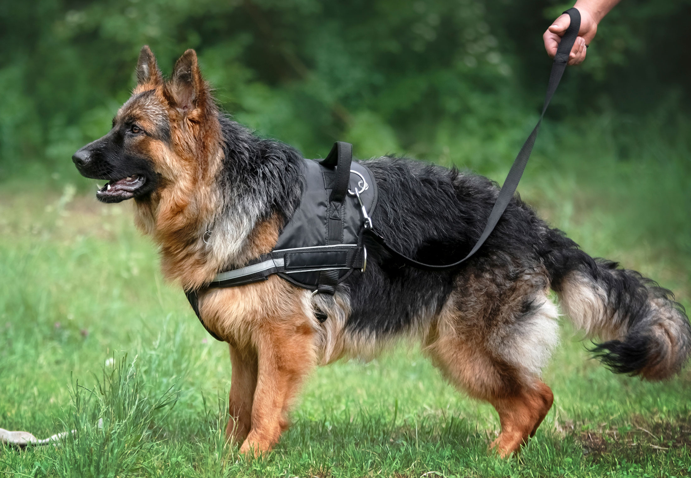 Innavl skapte rasehunder med fine stamtavler | historienet.no