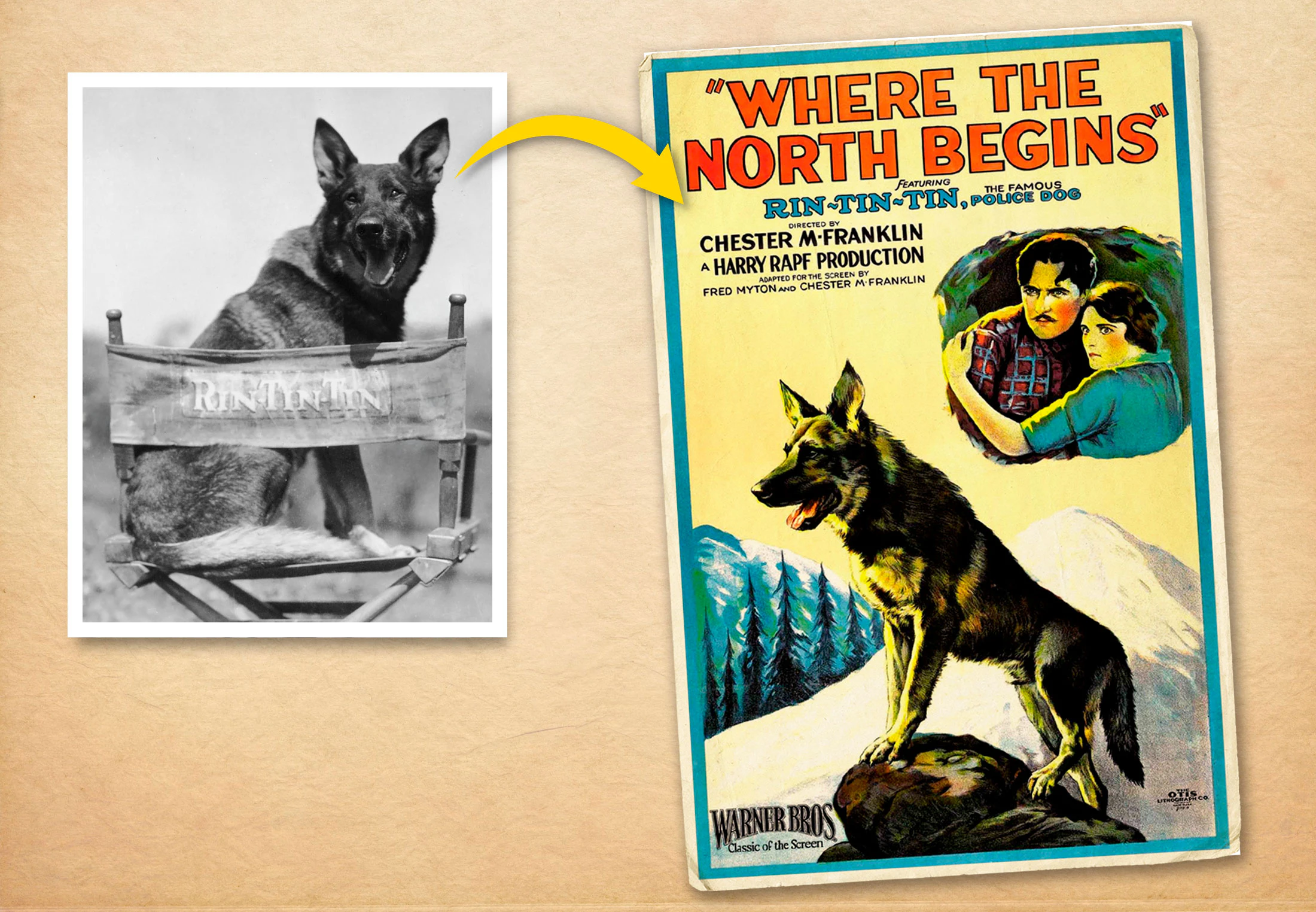 Schäfer erövrade Hollywood: Rin Tin Tin | varldenshistoria.se