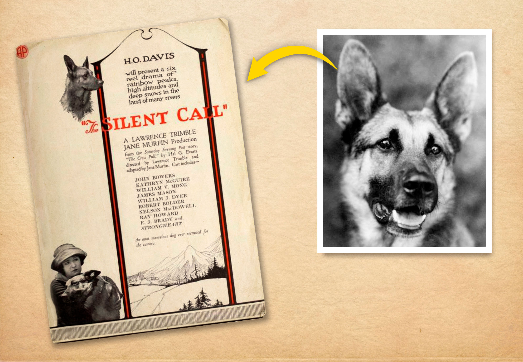 Saksanpaimenkoira valloitti Hollywoodin: Rin Tin Tin | historianet.fi