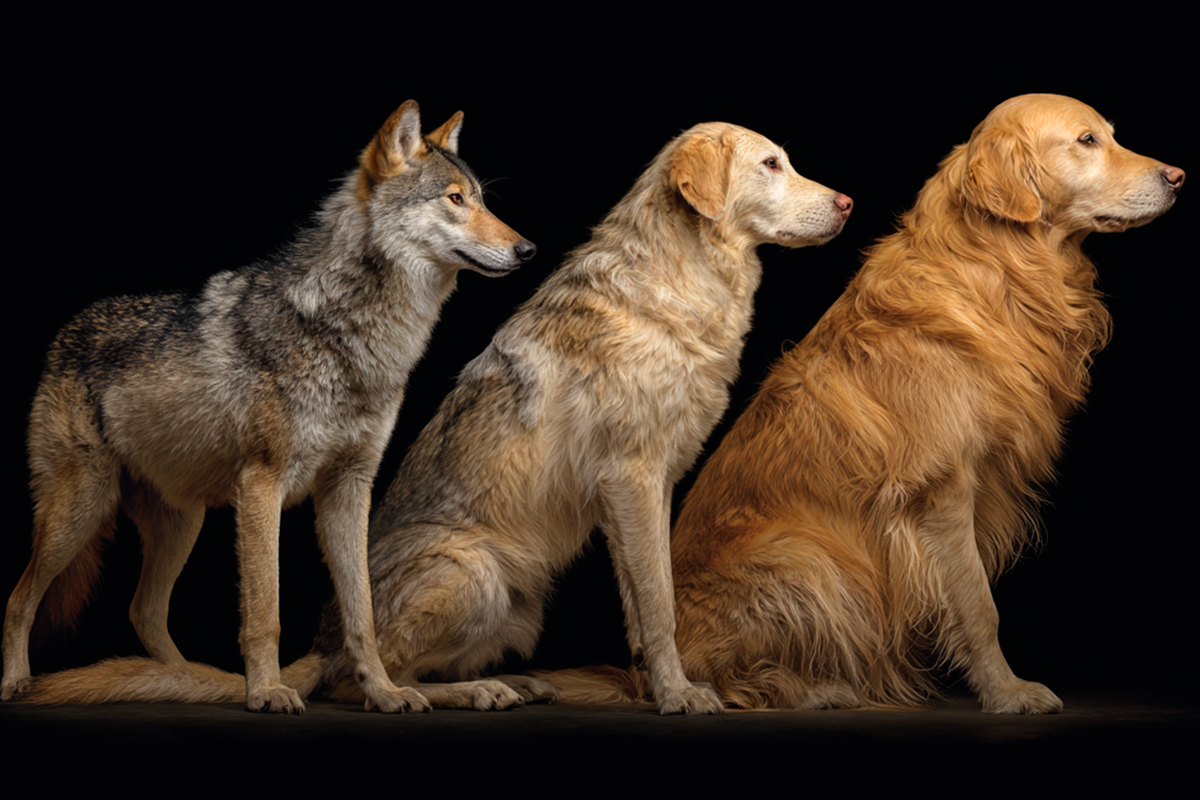 Studie avslører overraskende nytt om menneskets beste venn | historienet.no