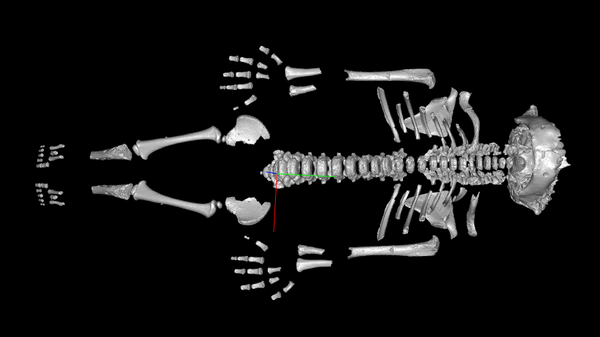 Ny studie: Neandertalarbebisar växte snabbare än Homo sapiens-barn ...