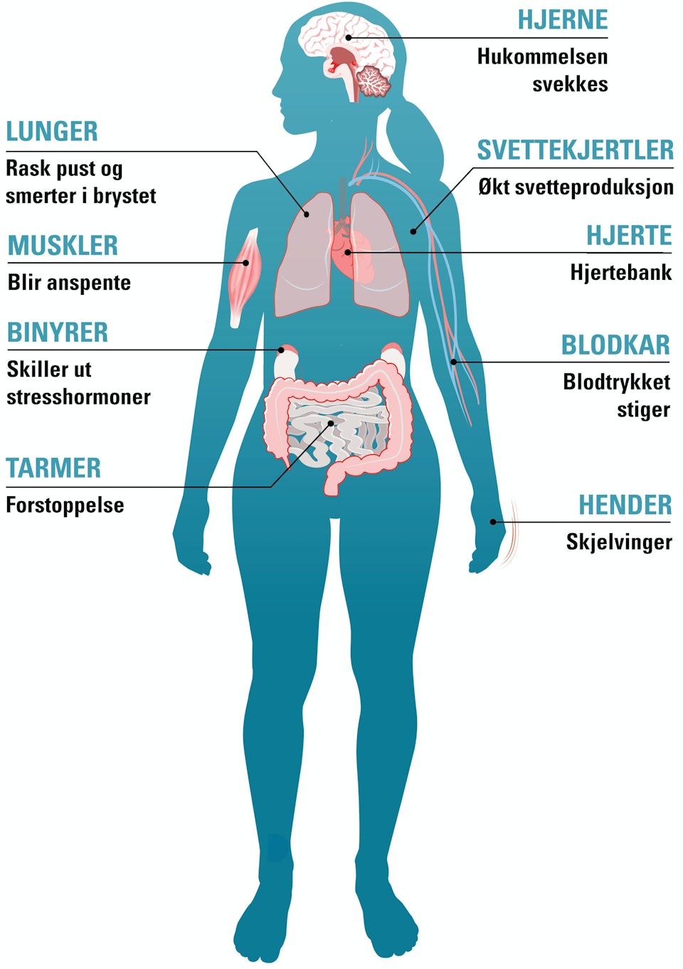 Stress-symptomer – 30 signaler du bør være oppmerksom på | I FORM