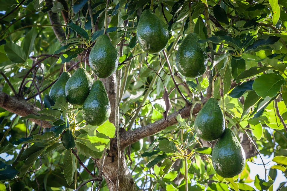Avokado – så mycket kan du äta av den feta frukten | I FORM