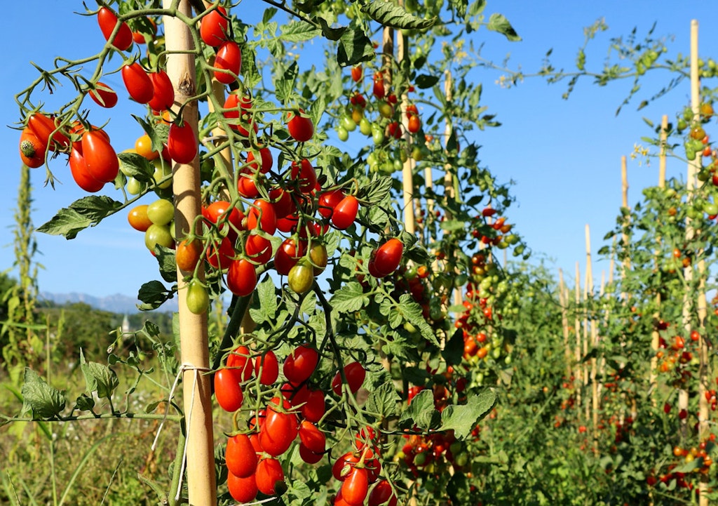 Er det sunt å spise tomater? Og hva med tomater på boks? 🍅 | I FORM