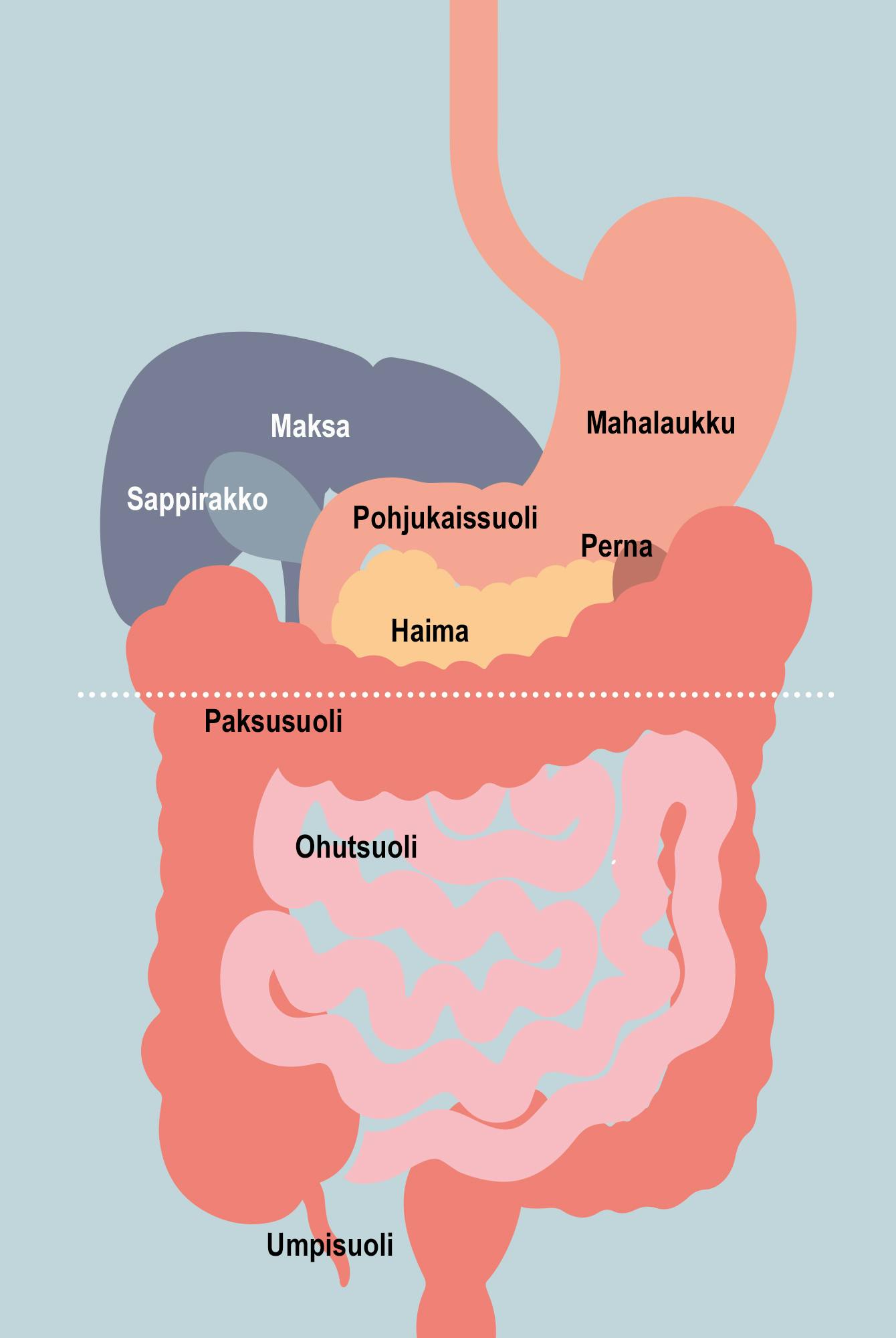 Mistä vatsakipu johtuu? Mikä auttaa mahakipuun? Voiko vatsavaivoja ...