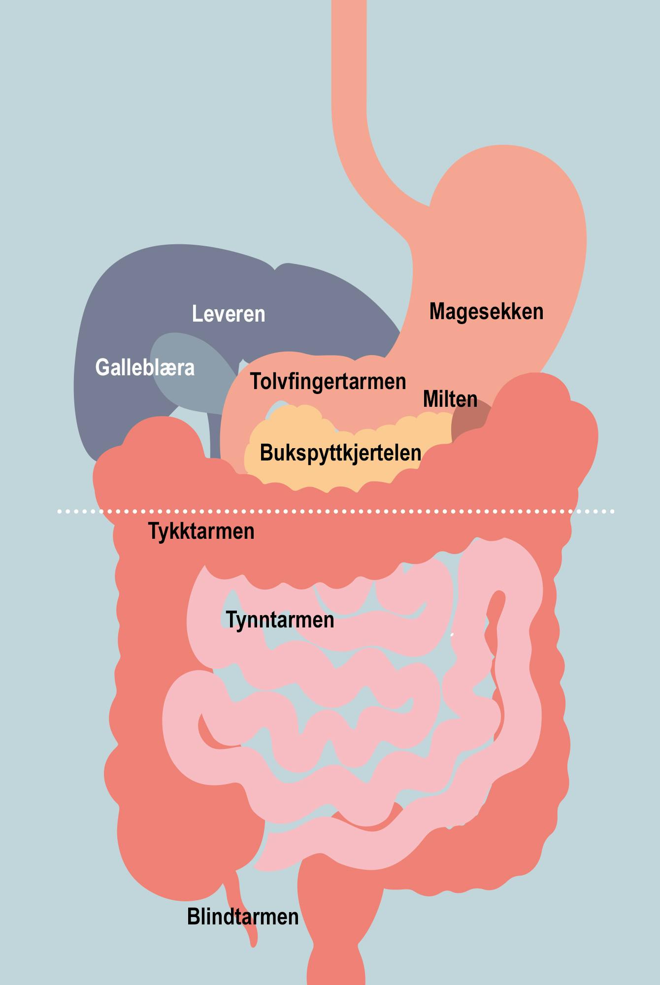 Magesmerter – årsaker og mottiltak | iform.nu