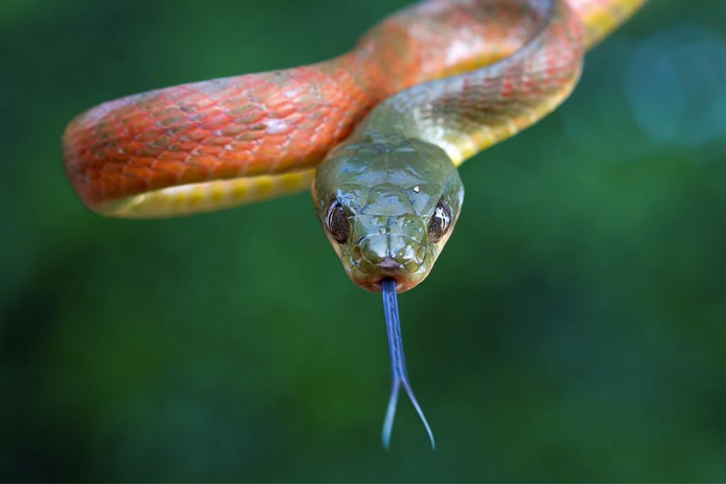 Tungen er dyrerigets schweizerkniv | illvid.dk