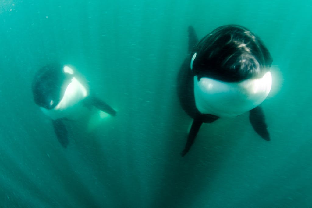 Dyrene kan høre alle frekvenser | illvid.dk