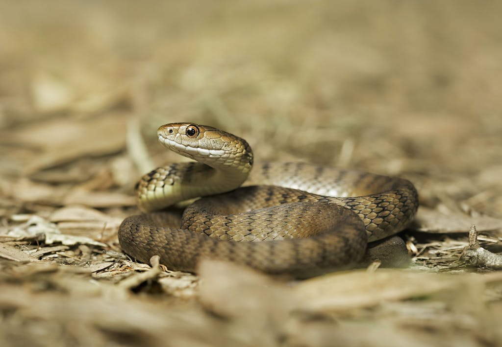 Slanger | Bliv klogere på de benløse krybdyr | illvid.dk