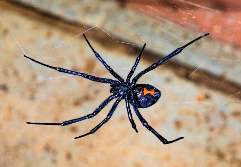 Edderkopper i Norge – få overblikket her | illvit.no